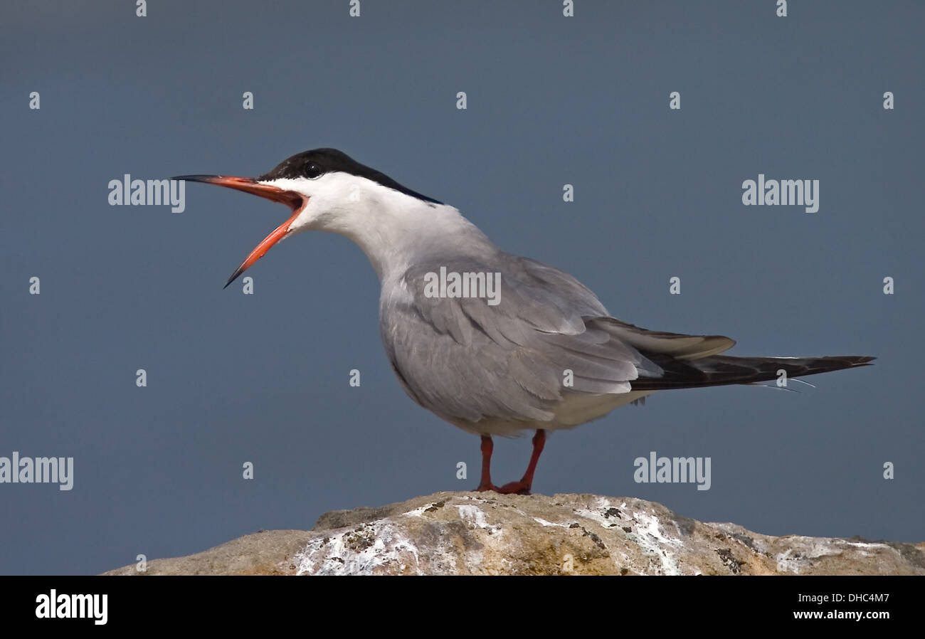 Common Tern, Tern Stock Photo - Alamy