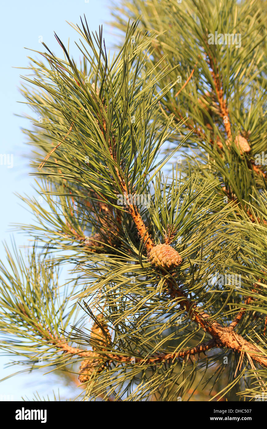Cone of tree hi-res stock photography and images - Alamy