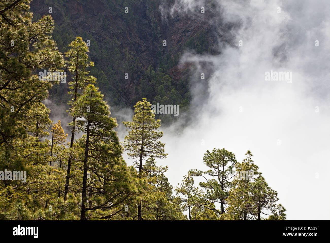 Low Lying Cloud Around Trees In A Forest, Caldera De Taburiente ...