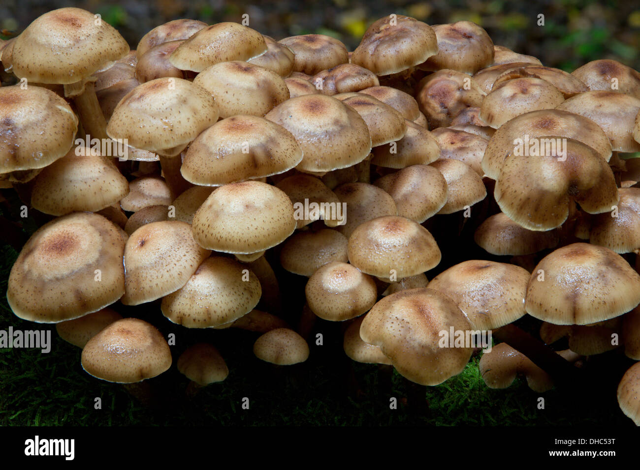 Bunch of autumnal Honey Fungus grows over mossy stump Stock Photo - Alamy