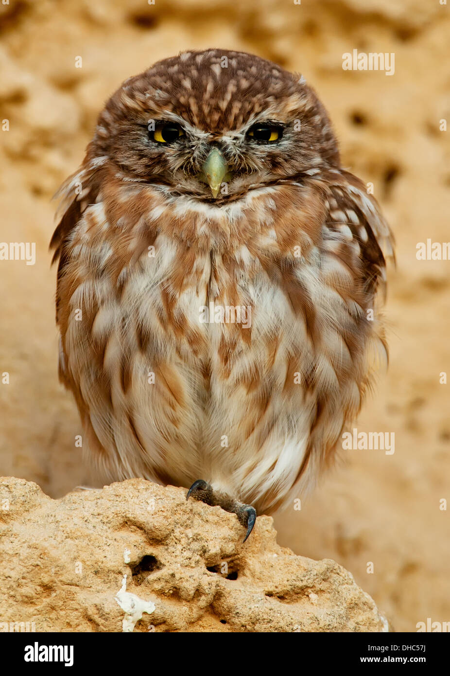 Little owl, owl,Athene Lilith, Athene Noctua Stock Photo - Alamy