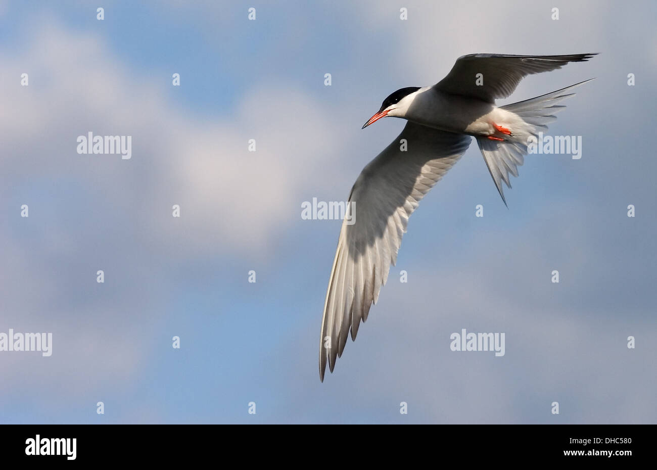 Common Tern, Tern Stock Photo - Alamy