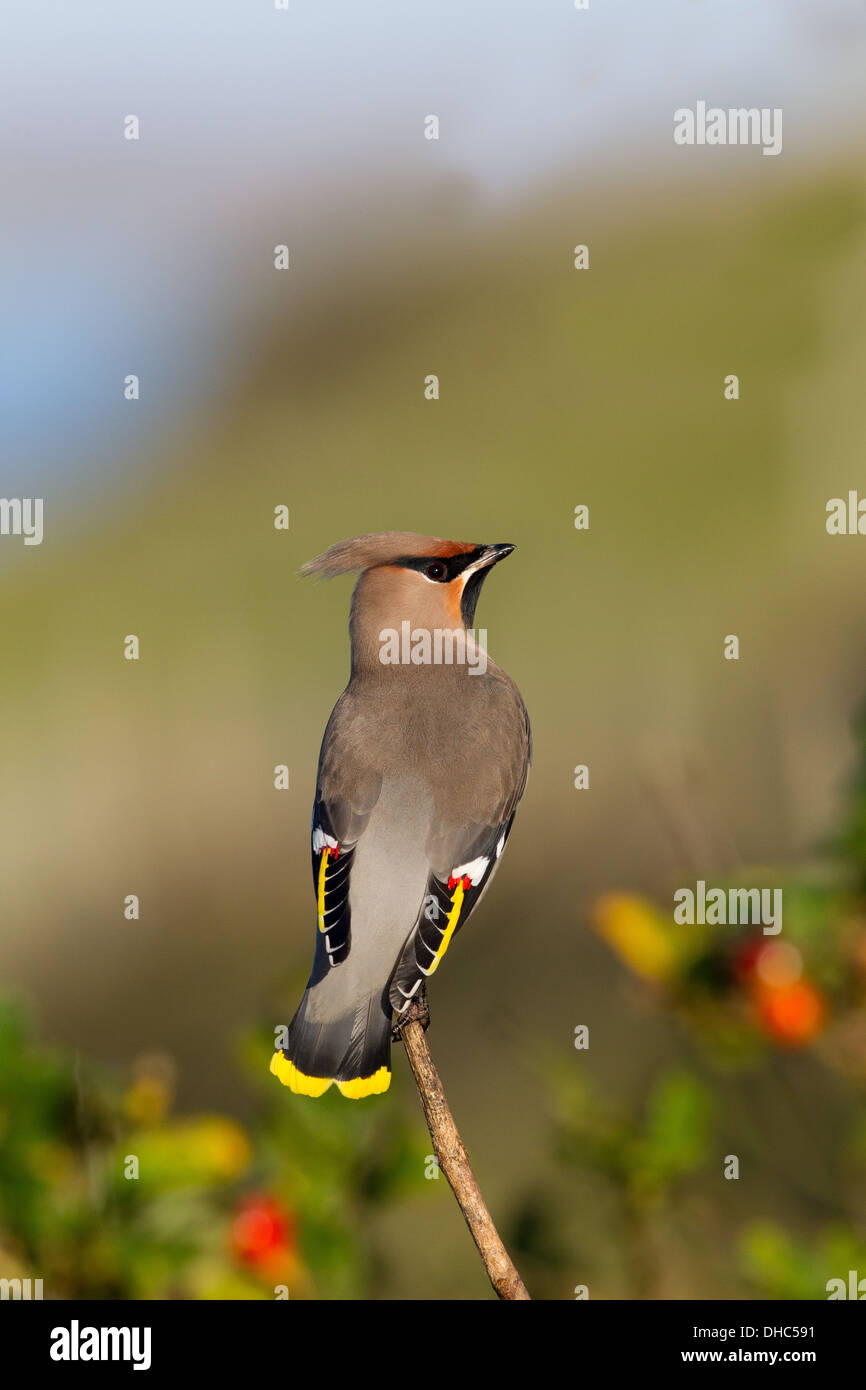 Shetland islands crest hi-res stock photography and images - Alamy