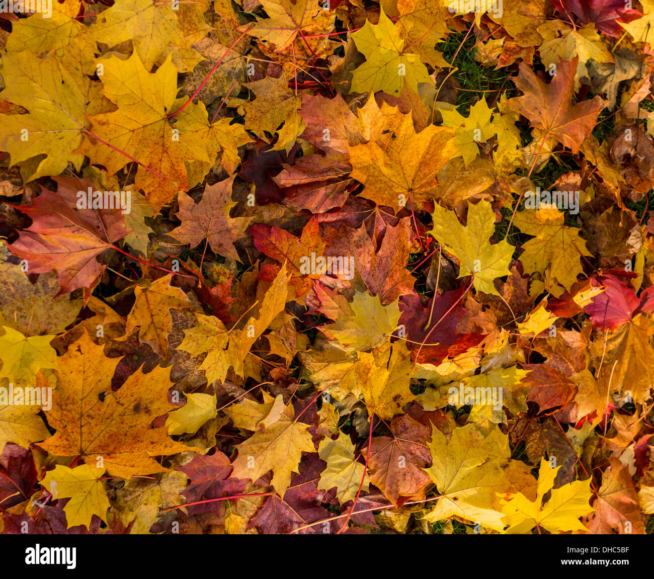 Beautiful yellow autumnal leaves hi-res stock photography and images ...