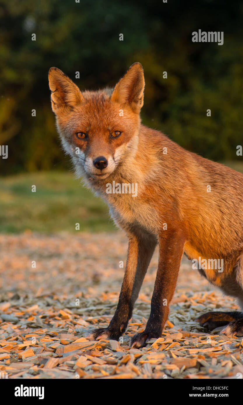 red fox just after raiding a bin Stock Photo - Alamy