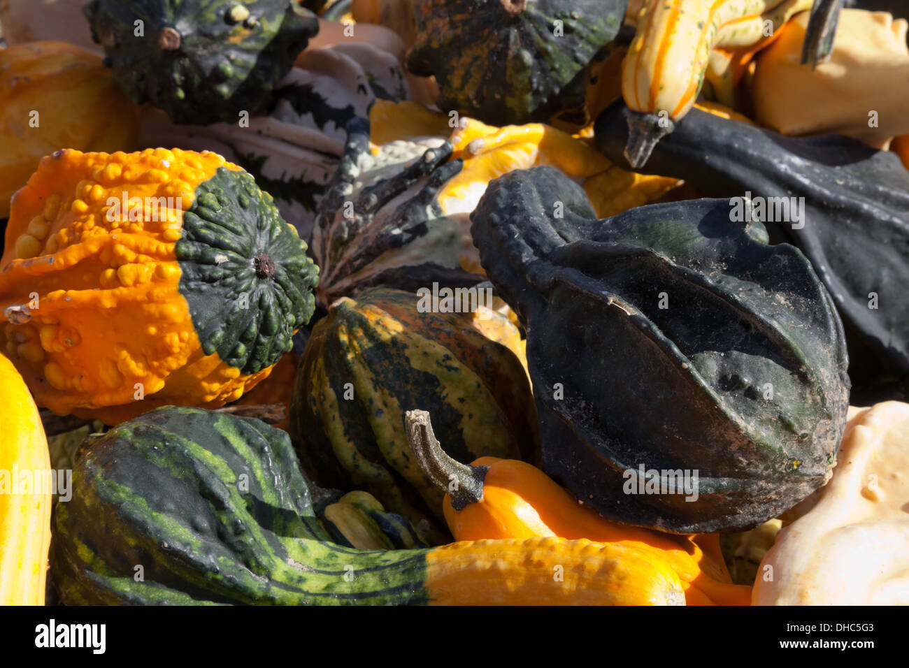 Pile of the Squash Stock Photo - Alamy