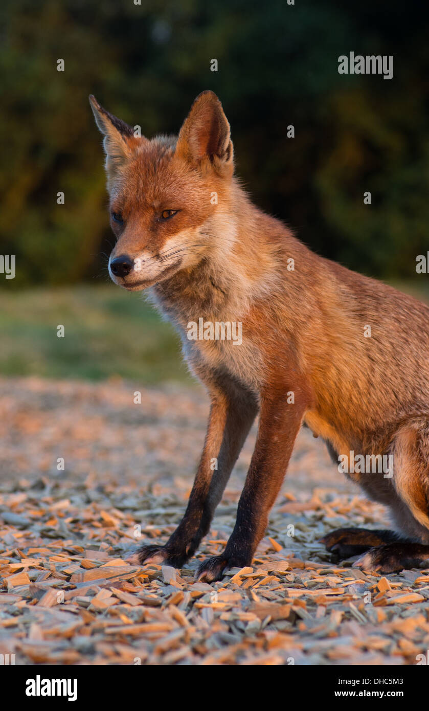 red fox just after raiding a bin Stock Photo - Alamy