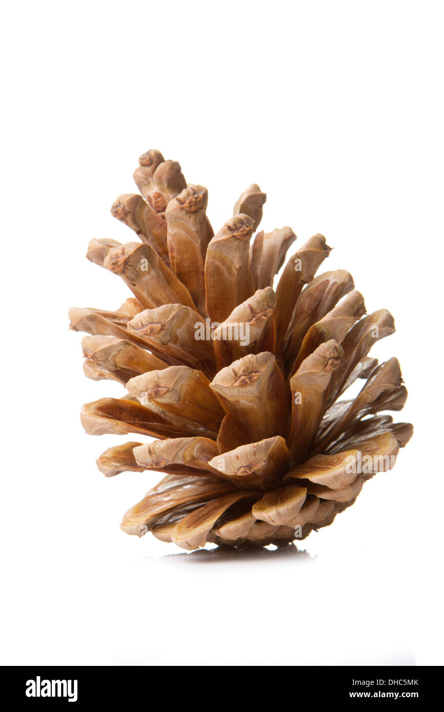 one pine cone brown isolated with white background Stock Photo - Alamy