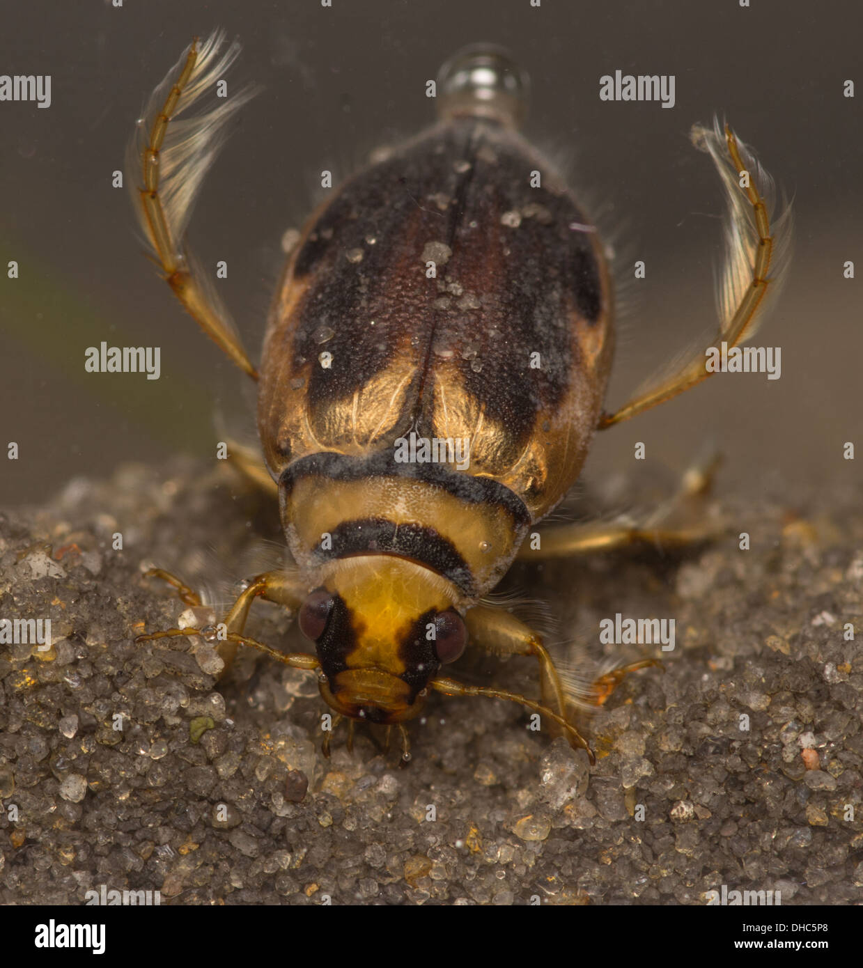 Screech beetle hygrobia hermanni hi-res stock photography and images ...