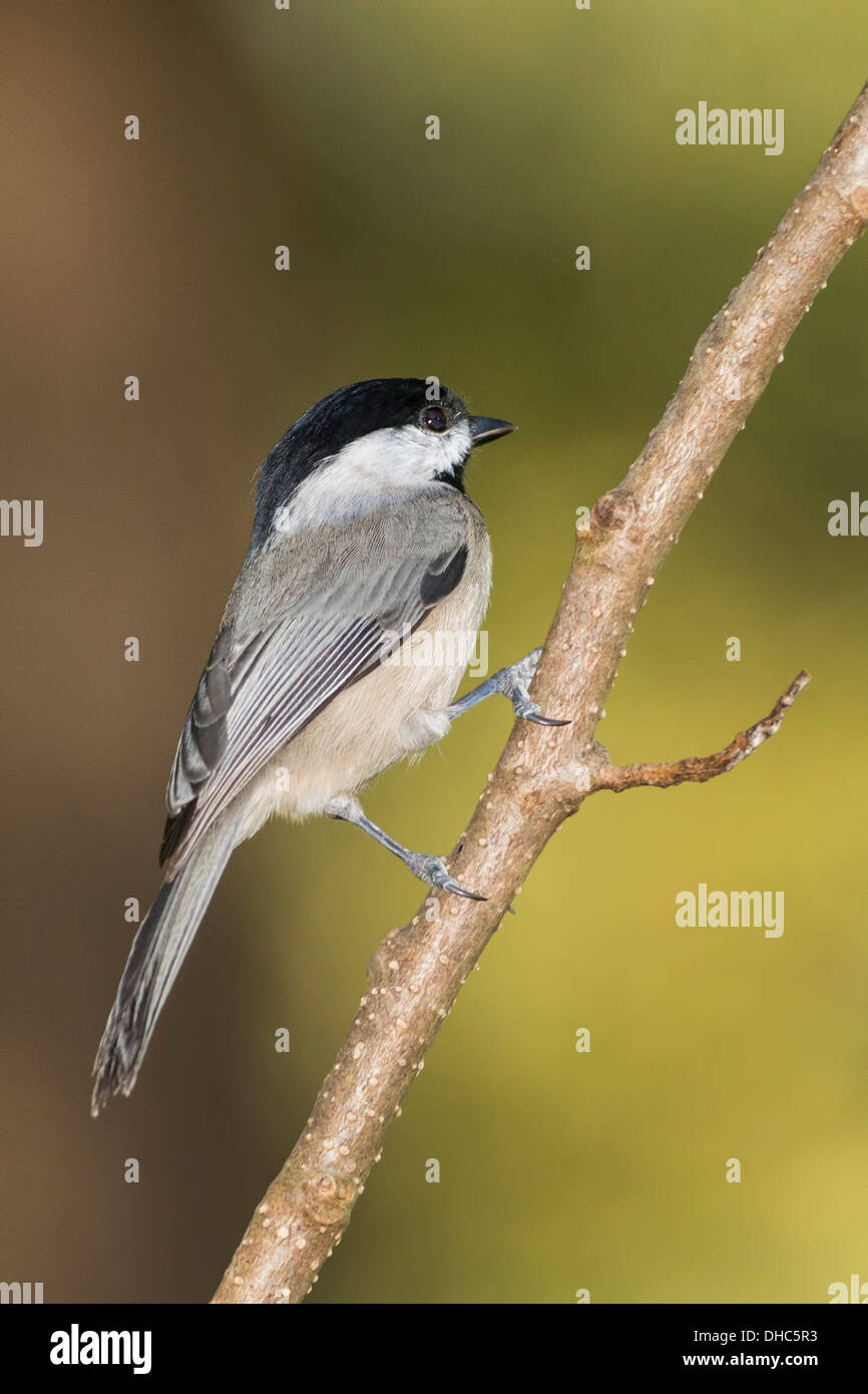 Chickadee hi-res stock photography and images - Alamy