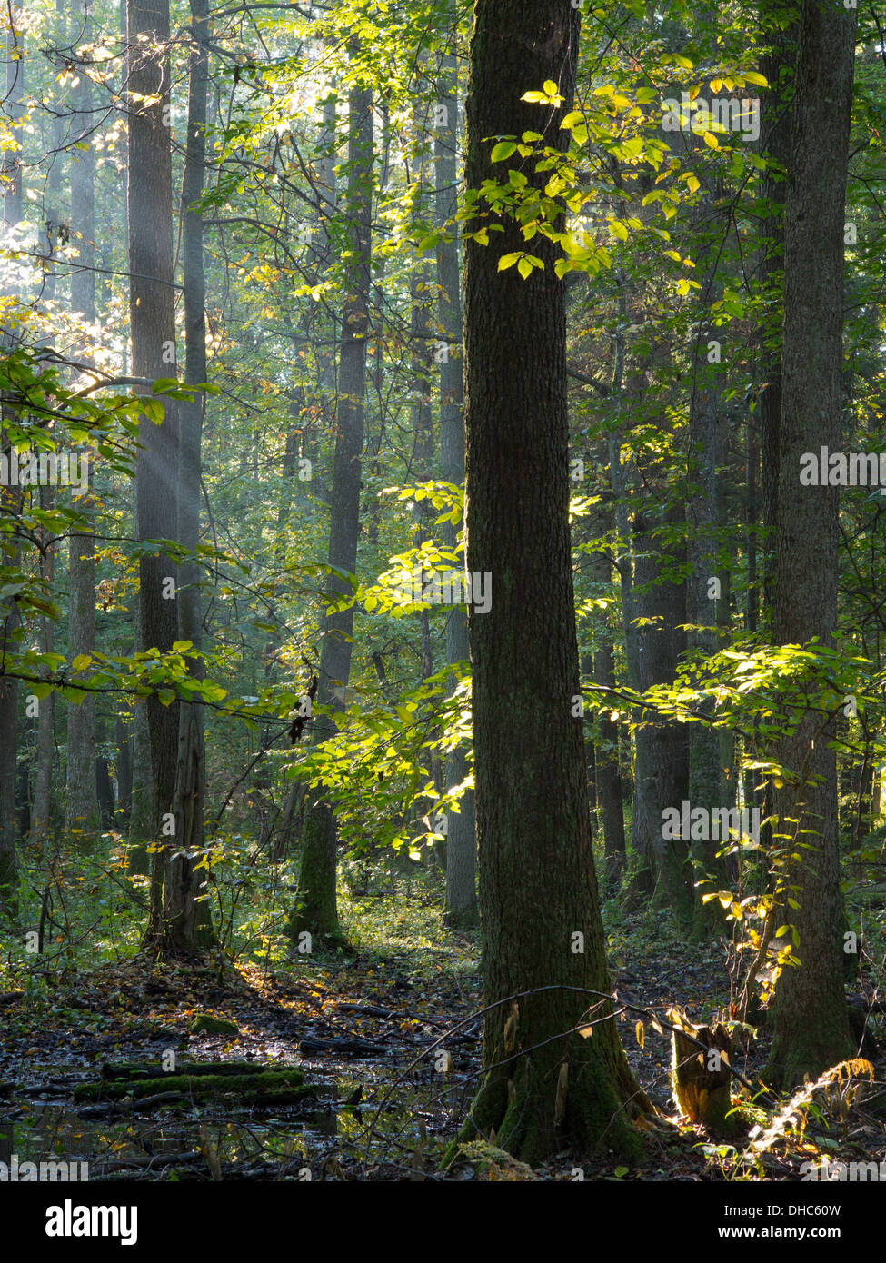 Alder trees hi-res stock photography and images - Alamy