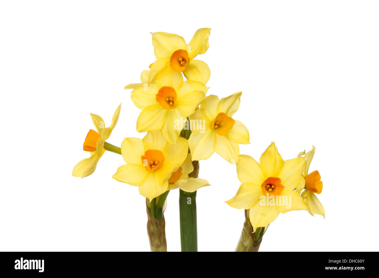 Miniature yellow and orange daffodil flowers isolated against white ...