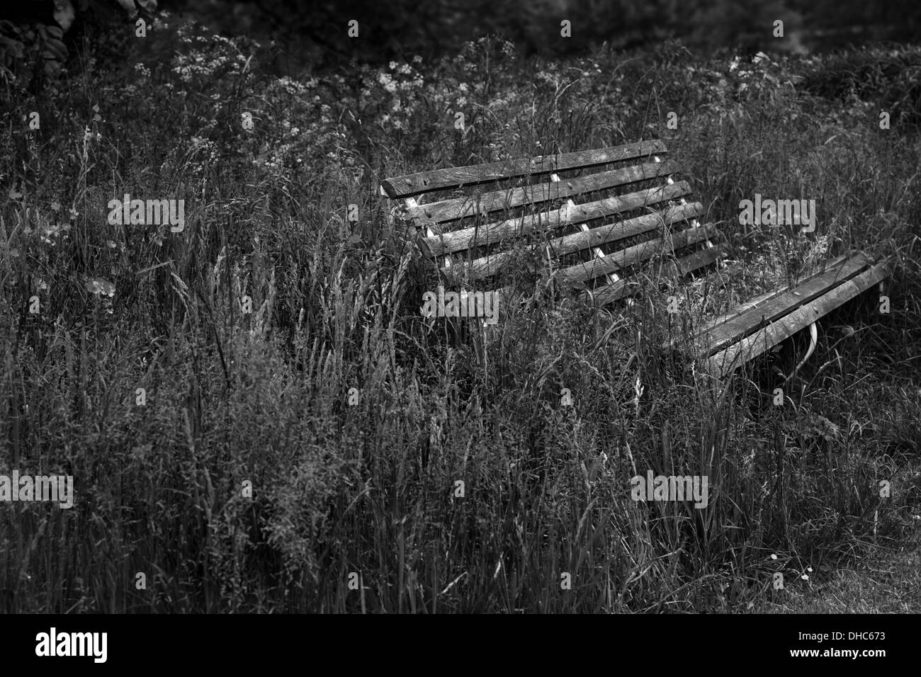 Bench in wild Black and White Stock Photos & Images - Alamy