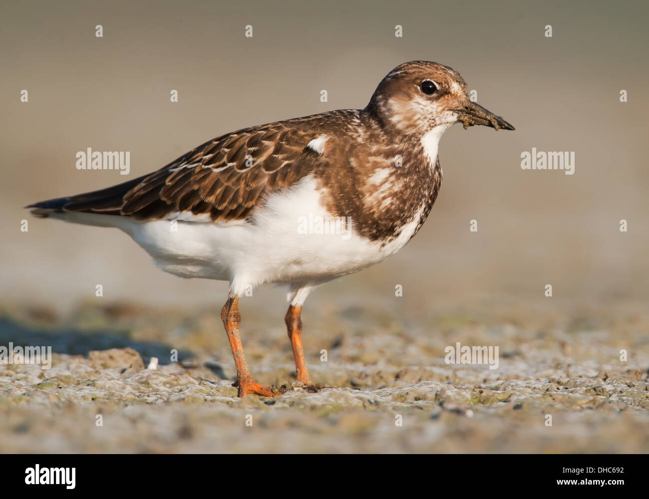 Rudy turnstone hi-res stock photography and images - Alamy
