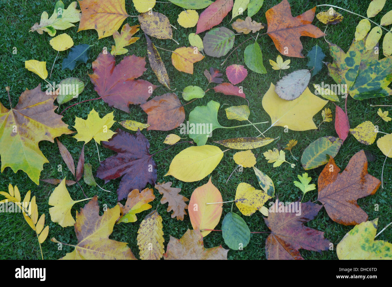 A colourful image of a collection of autumn leaves showing the ...