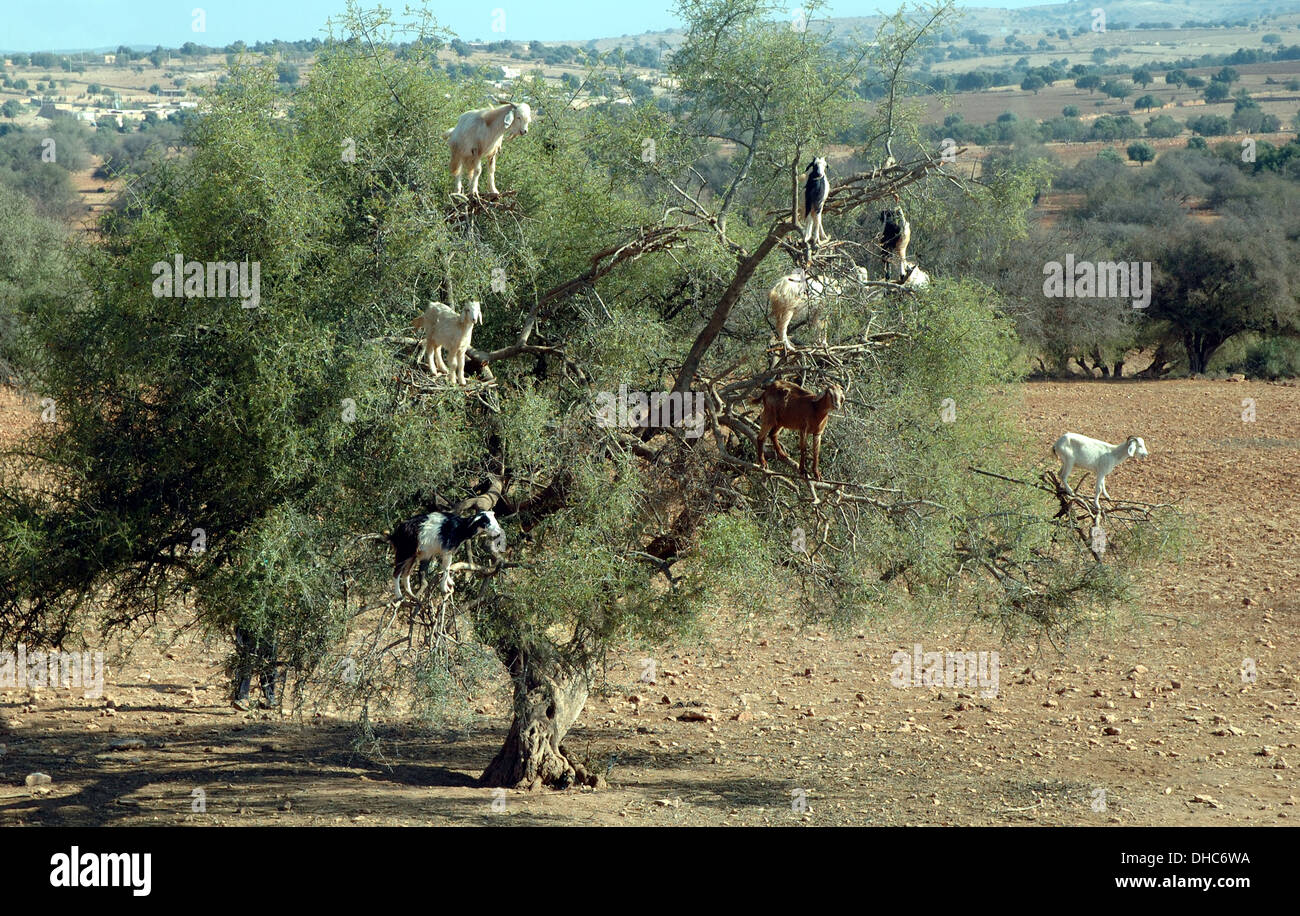 Goats up an argan tree in Morocco Stock Photo - Alamy
