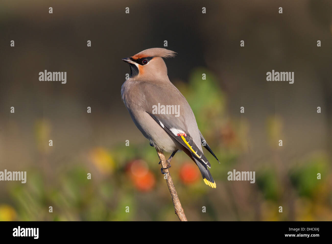 Shetland islands crest hi-res stock photography and images - Alamy