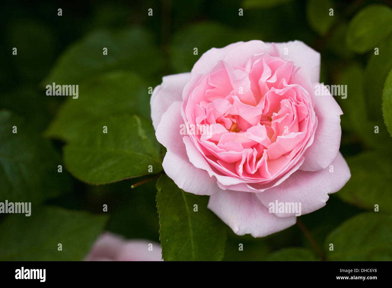 Rosa felicia hi-res stock photography and images - Alamy