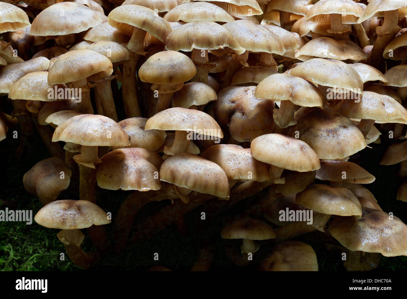 Cluster of fungi hi-res stock photography and images - Alamy