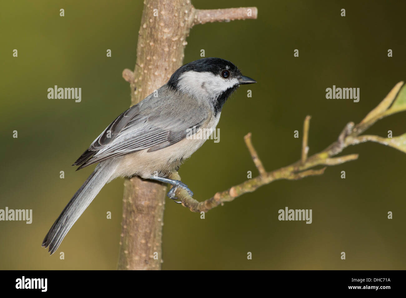 Chickadee in summer hi-res stock photography and images - Alamy