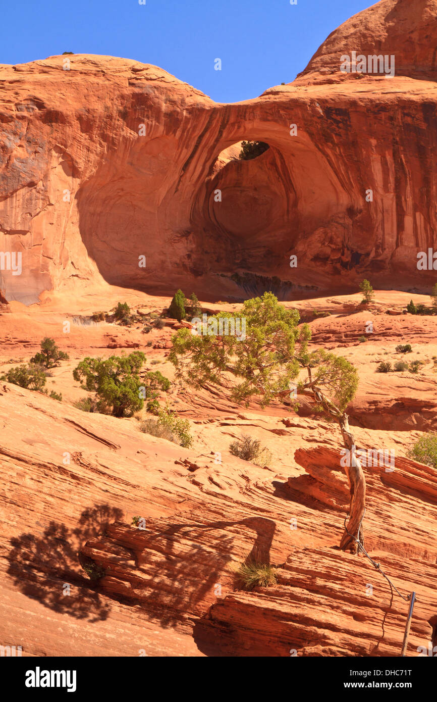 A tree casts an interesting shadow on the slickrock in front of Bow Tie ...