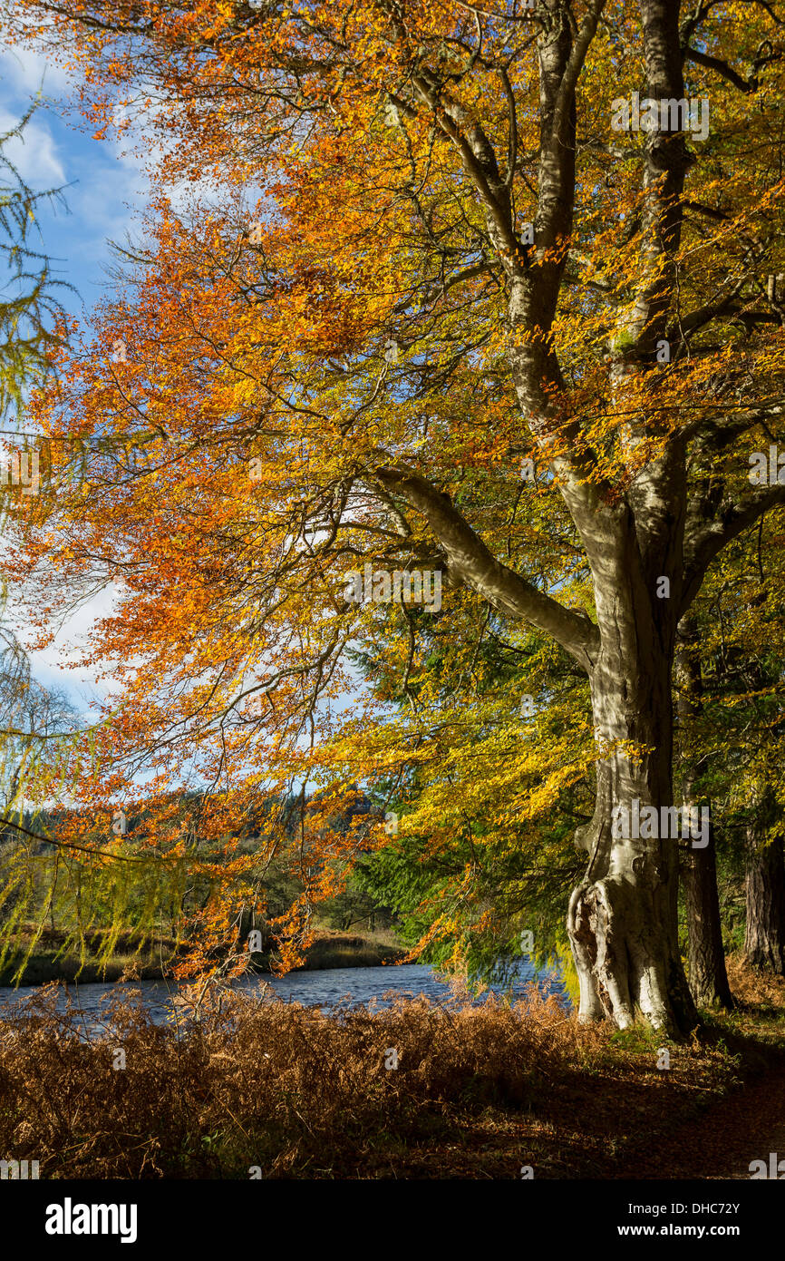 BEECH TREE IN AUTUMN ON THE BANKS OF THE RIVER SPEY NEAR ABERLOUR ...