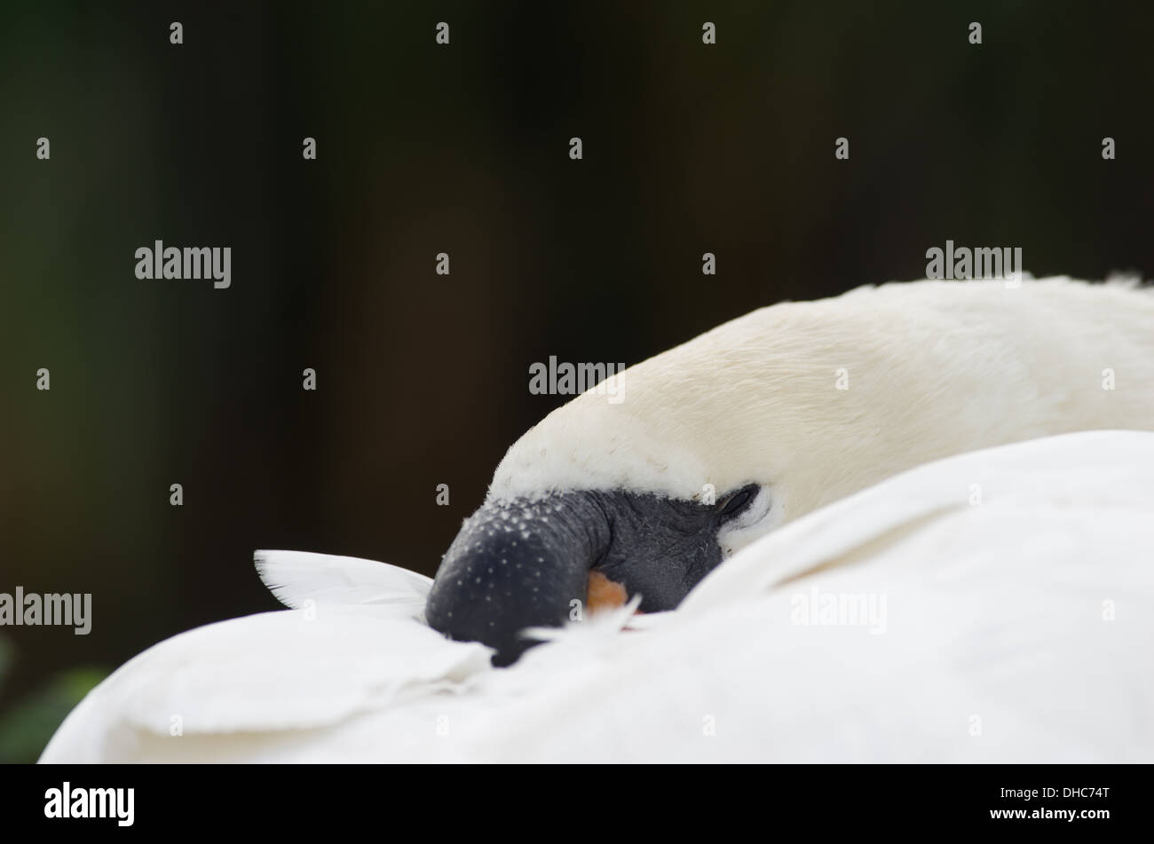 Sleepy mute swan close up Stock Photo - Alamy