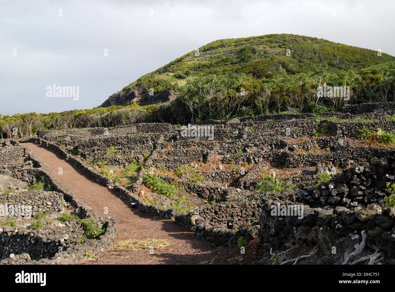 Re-established lava terrace's to grow local wine, Pico Island, Azores ...