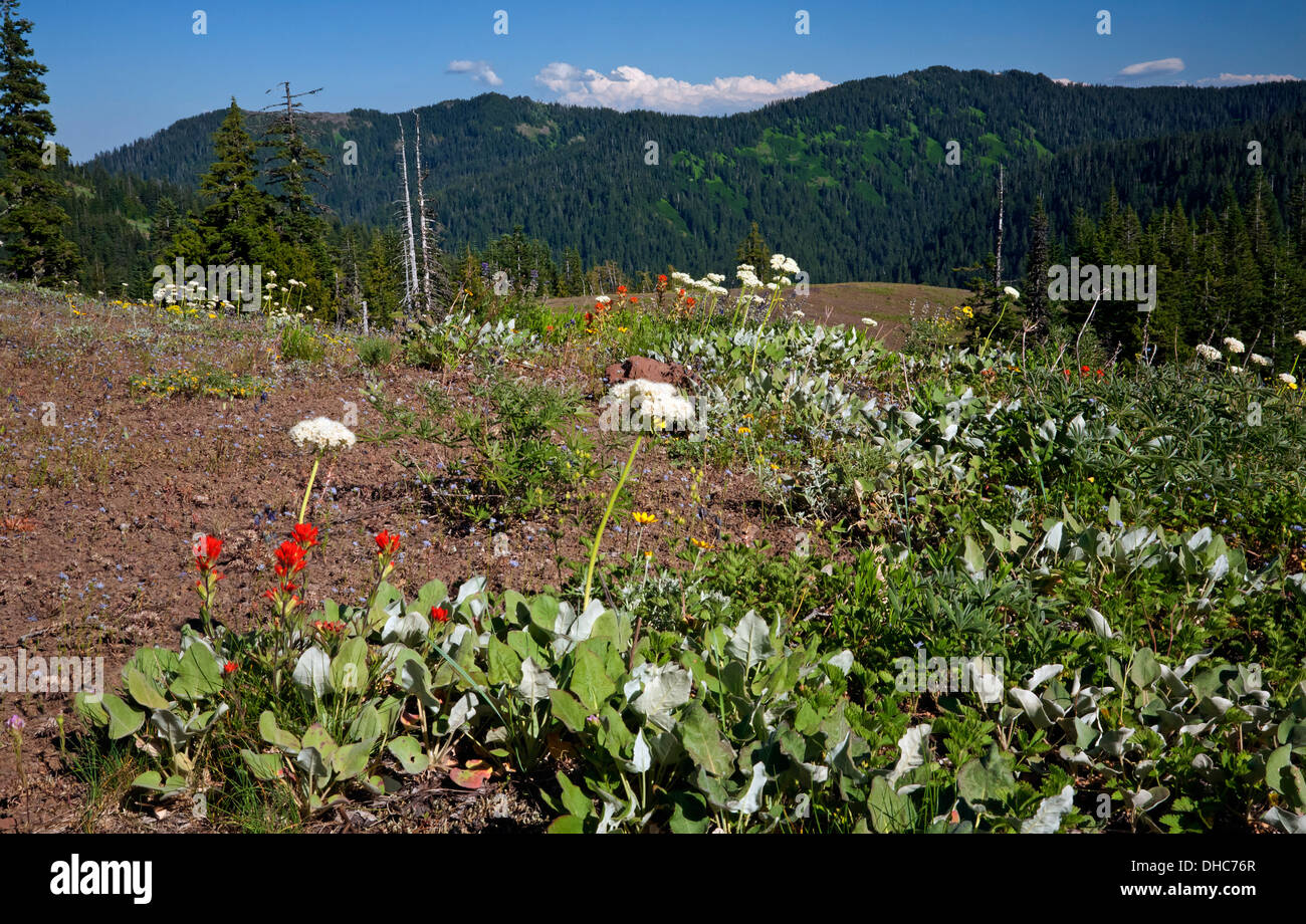 Oregon wildflowers hi-res stock photography and images - Alamy