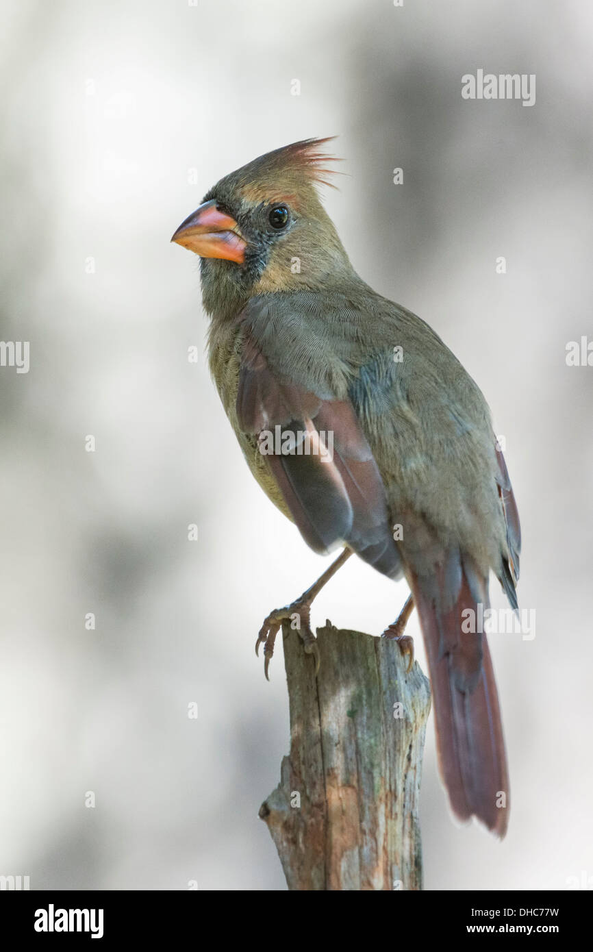 Beautiful northern cardinal in hi-res stock photography and images - Alamy