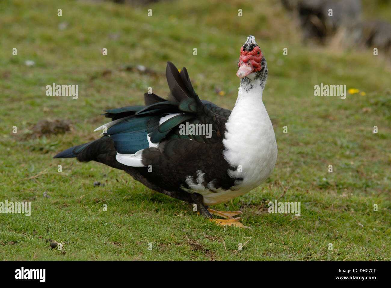 Pico duck hi-res stock photography and images - Alamy