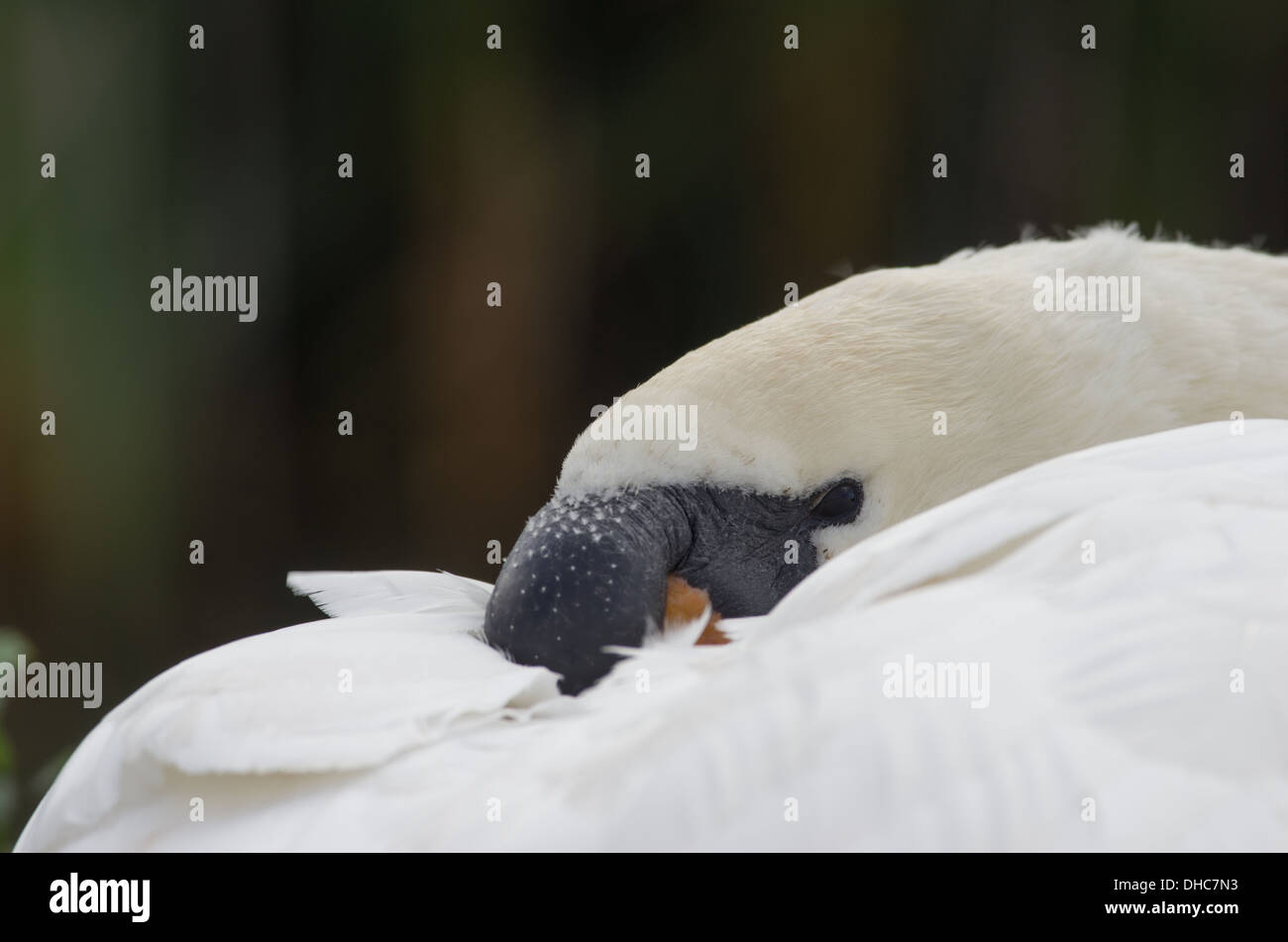 Swan sleeping hi-res stock photography and images - Alamy