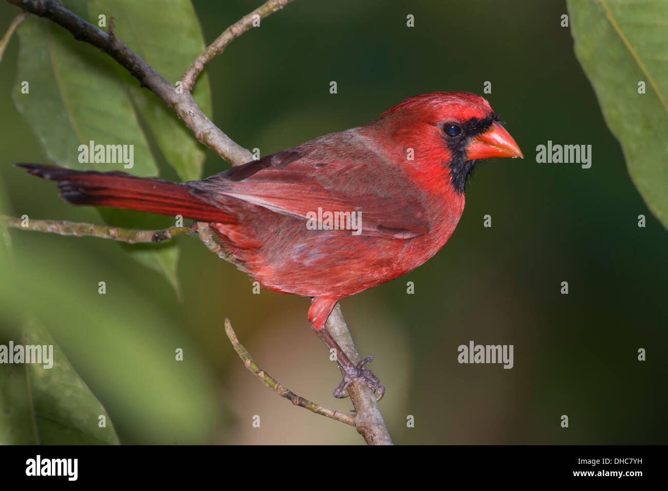 Northern cardinal hi-res stock photography and images - Alamy