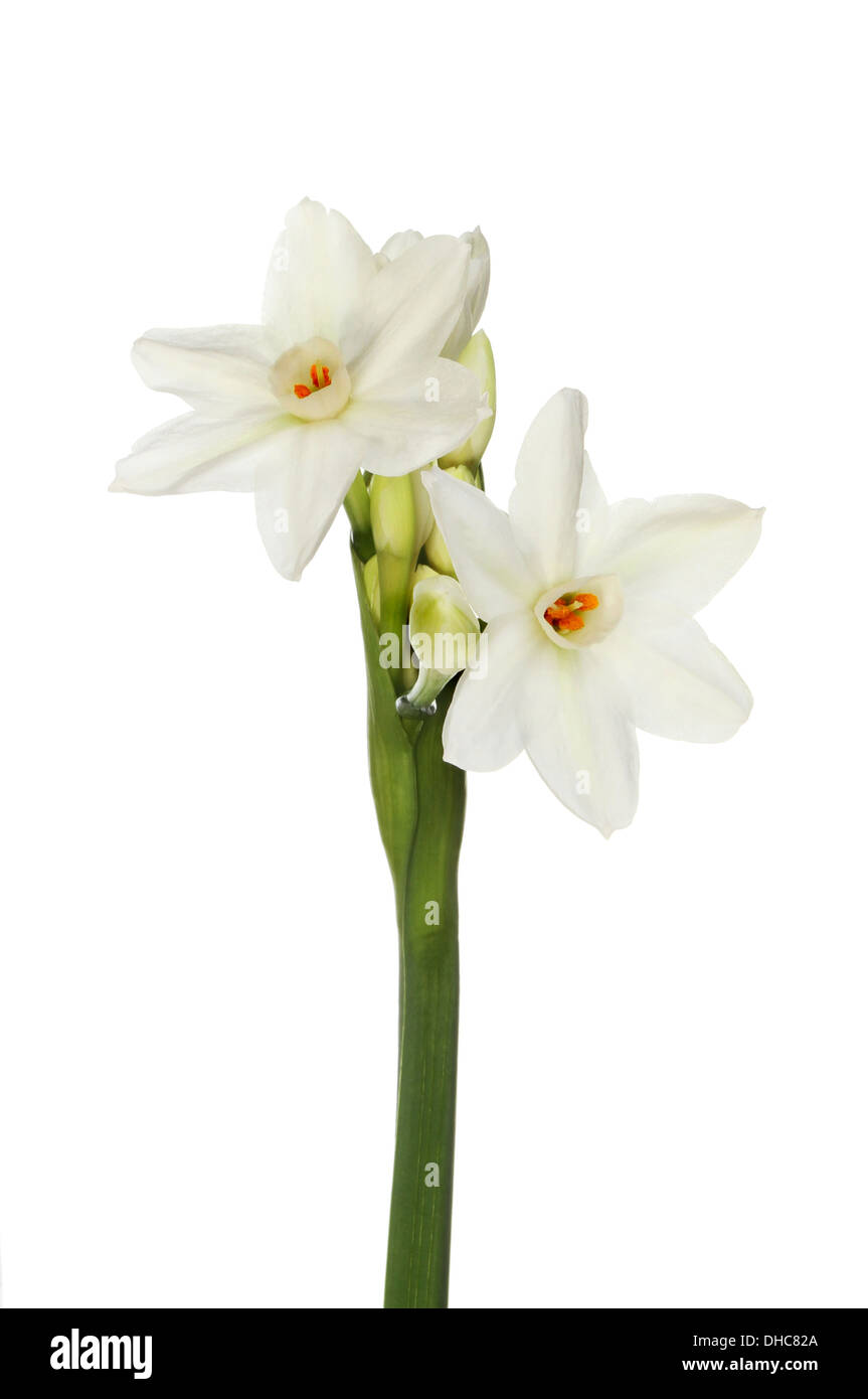 Paperwhite daffodil flowers isolated against a white background Stock ...