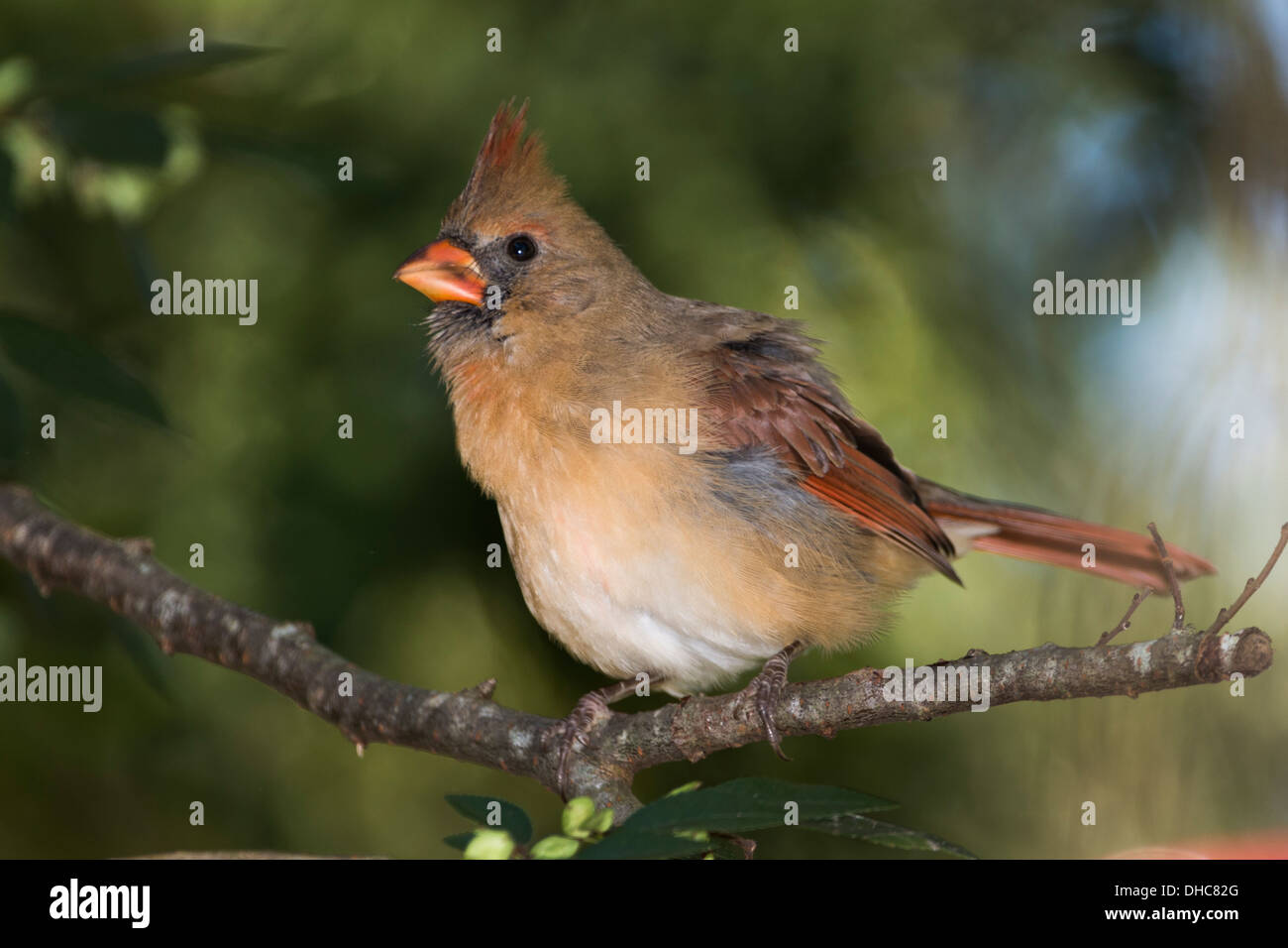 Cute cardinal hi-res stock photography and images - Alamy