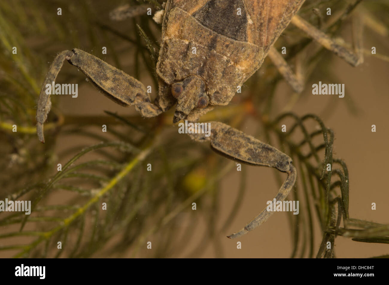 A water scorpion underwater, taken in photographic aquarium. Released ...