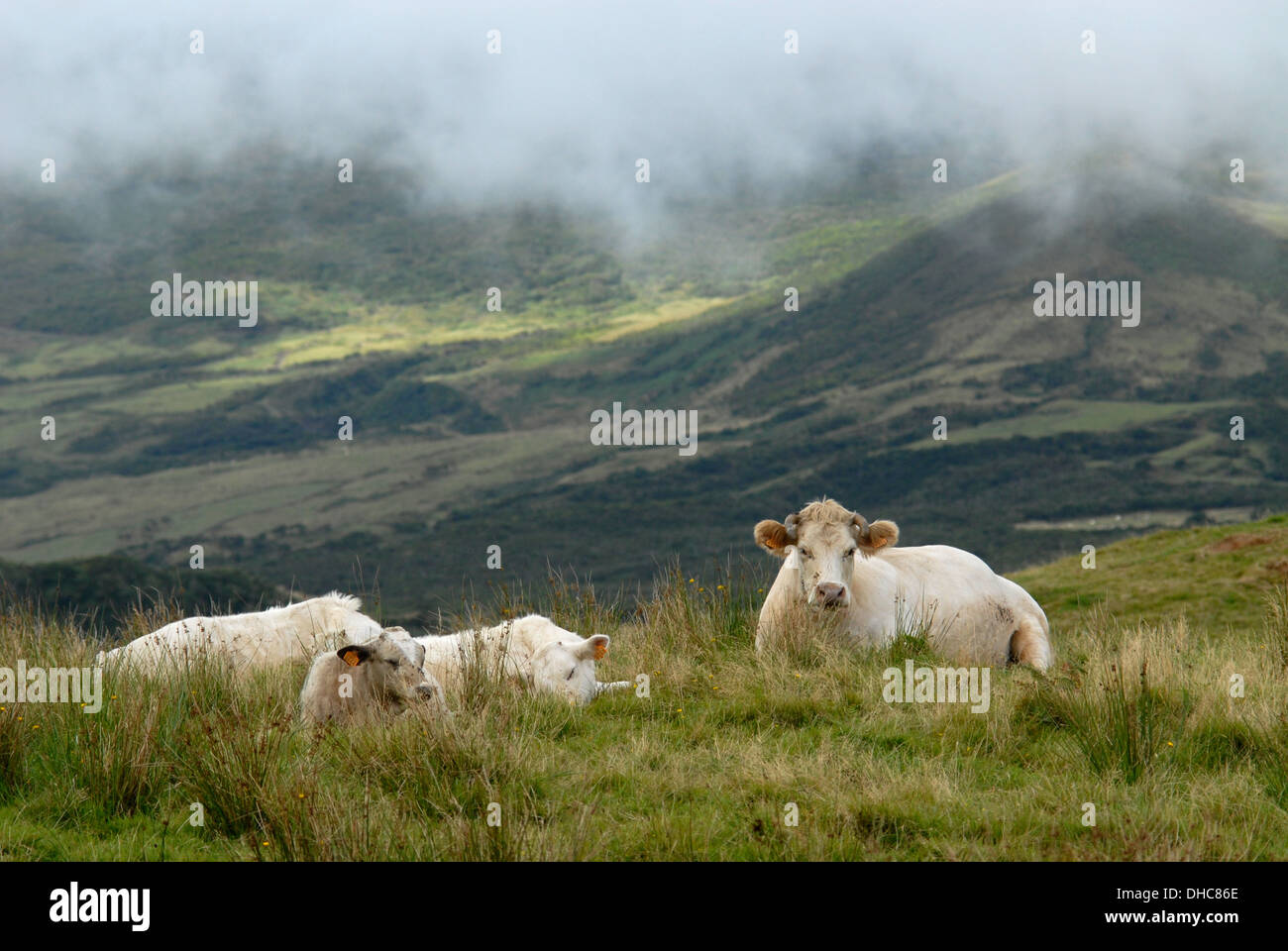 Azores cows hi-res stock photography and images - Alamy