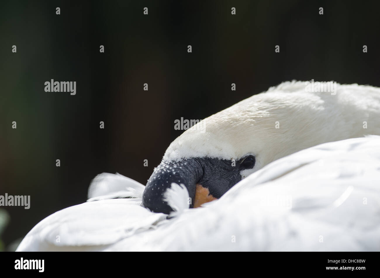 Sleeping swan hi-res stock photography and images - Alamy