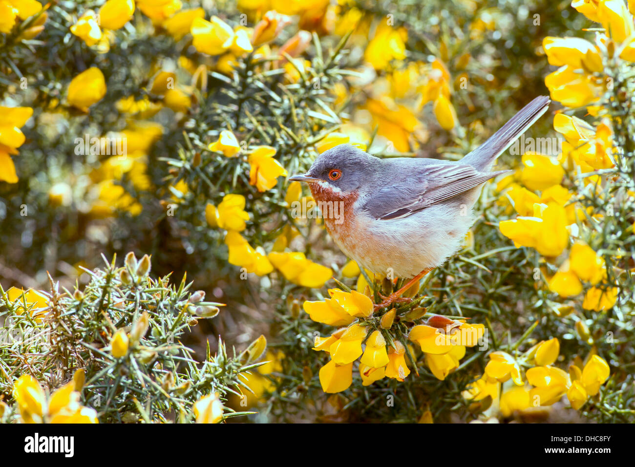 A rare Eastern Subalpine Warbler that was photographed at Landguard ...