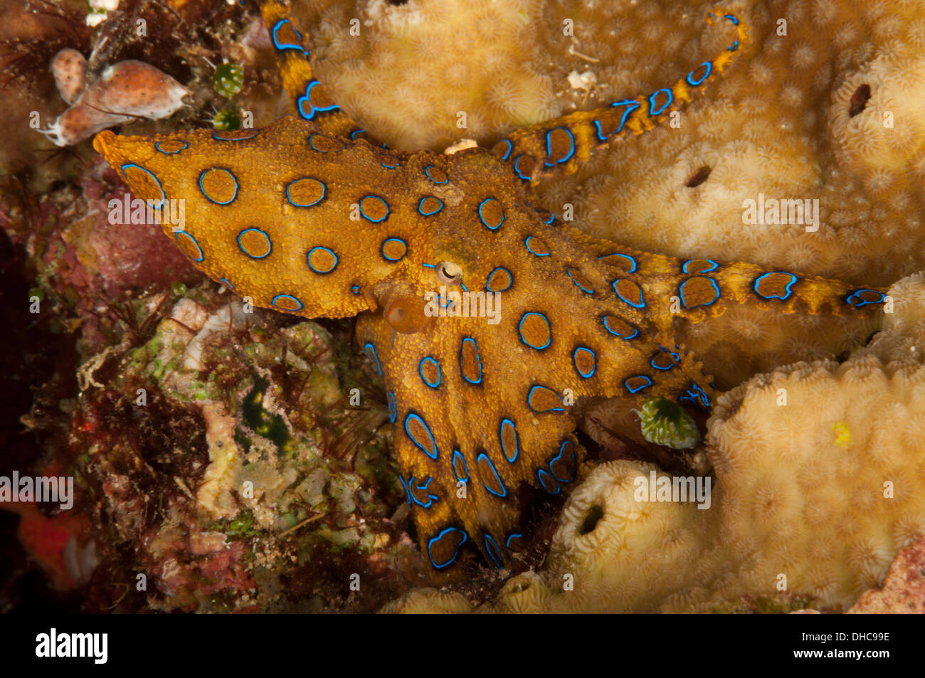 Blue ringed octopus hi-res stock photography and images - Alamy