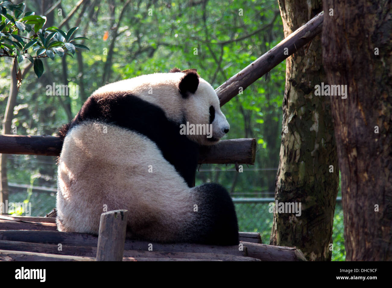 Pandas, Chengdu, China Stock Photo - Alamy