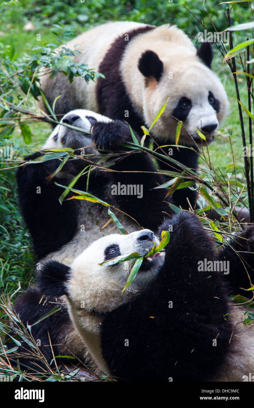 Pandas, Chengdu, China Stock Photo - Alamy