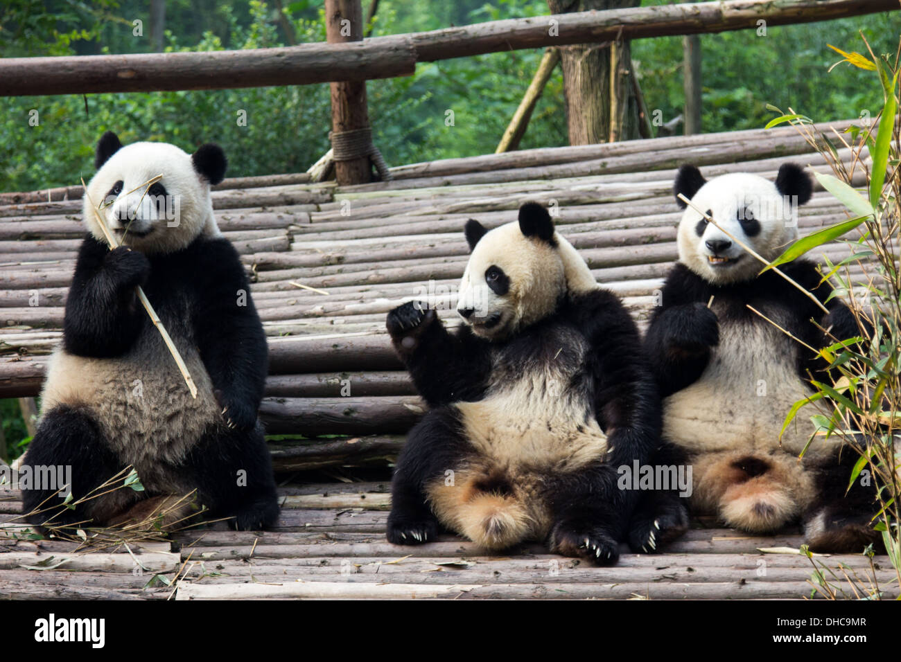 Pandas, Chengdu, China Stock Photo - Alamy