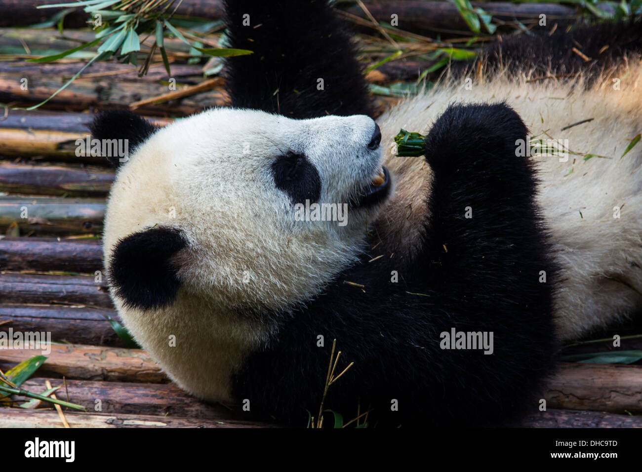 Pandas, Chengdu, China Stock Photo - Alamy