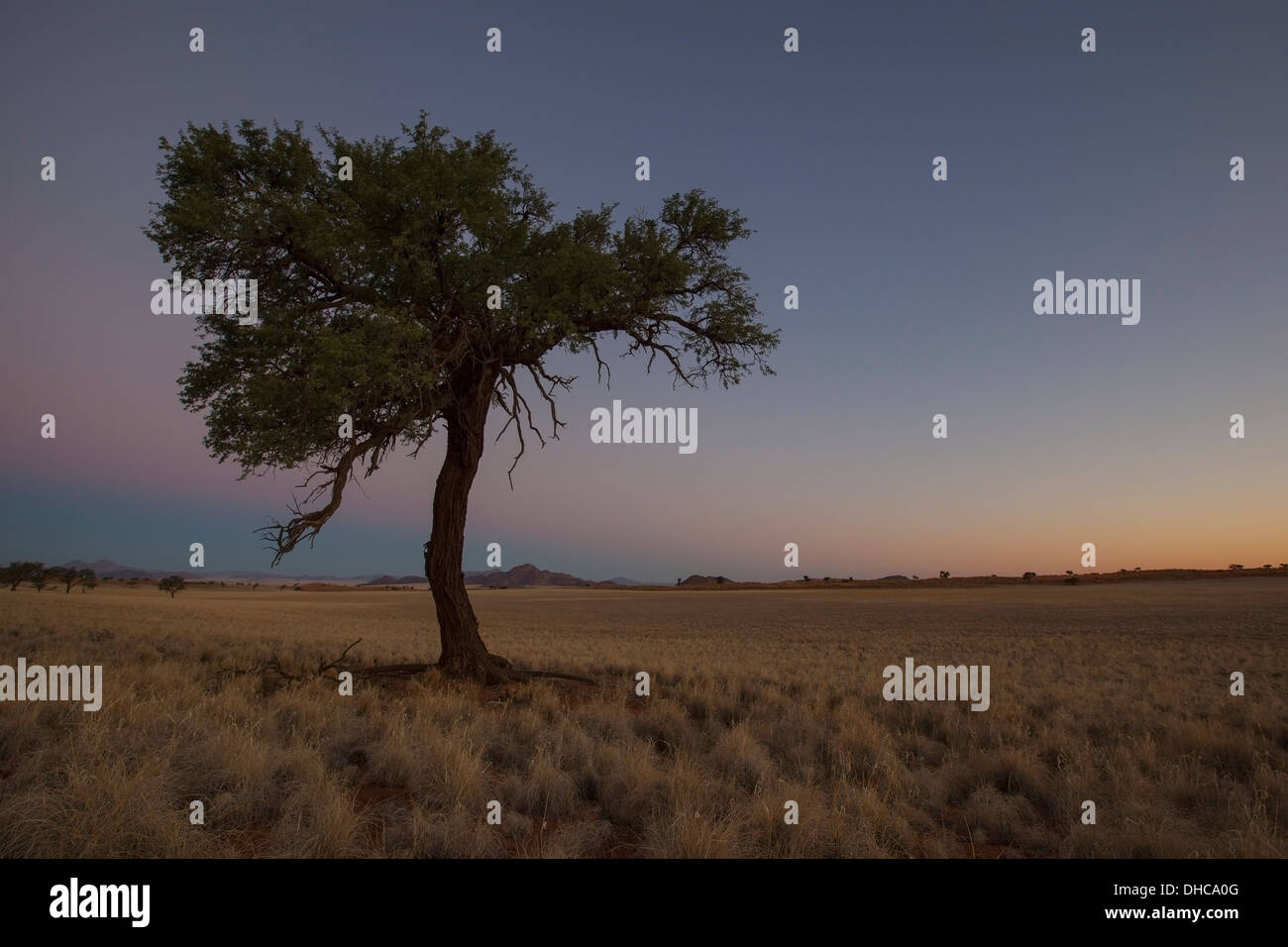 Acacia Tree In Blue Hour; Namibia Stock Photo - Alamy