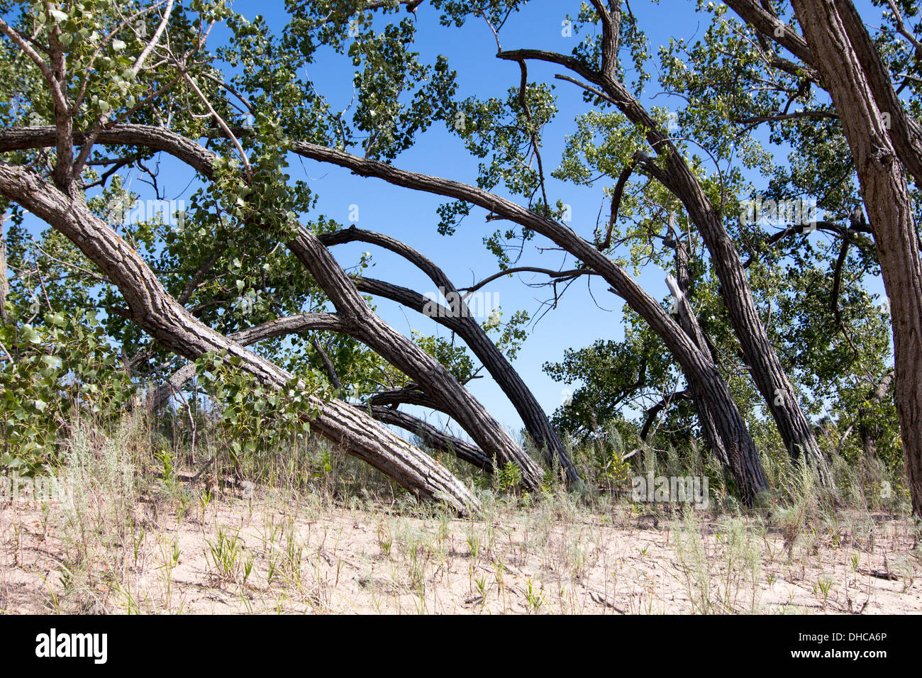 Bent trees hi-res stock photography and images - Alamy