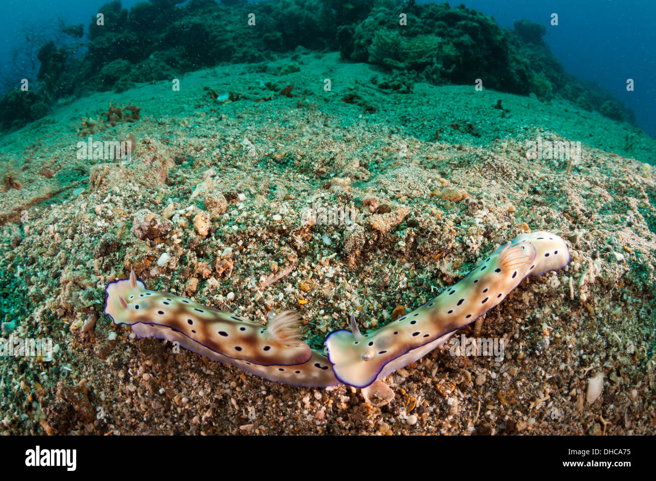 Spotted nudibranch hi-res stock photography and images - Alamy