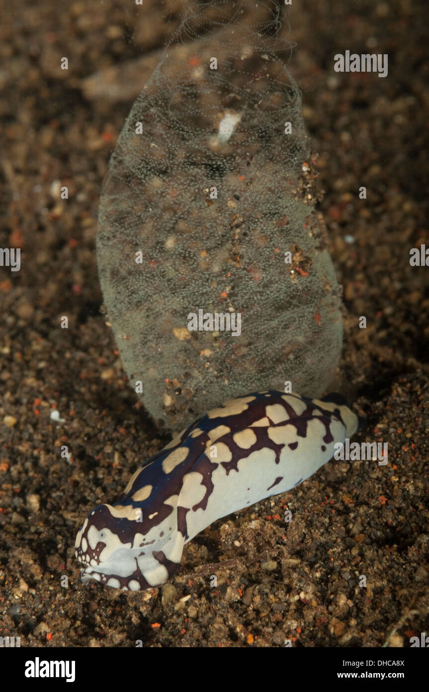 Nudibranch headshield slug laying eggs Stock Photo - Alamy