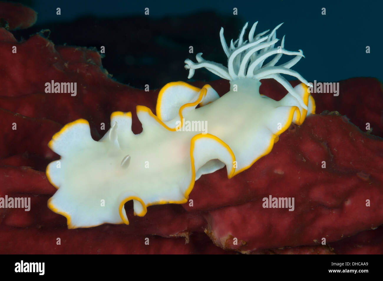 Yellow nudibranch hi-res stock photography and images - Alamy