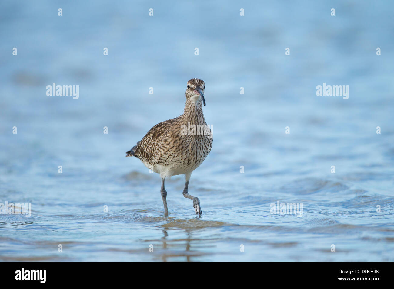 Crabs estuaries hi-res stock photography and images - Alamy